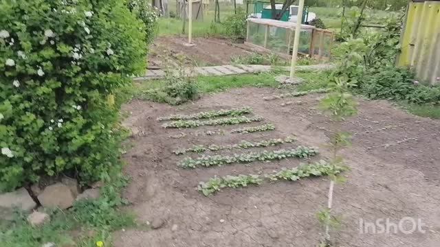 Много работы на участке / Всё зарастает травой / Окучили картошку. / Досажали огород / Дачный влог