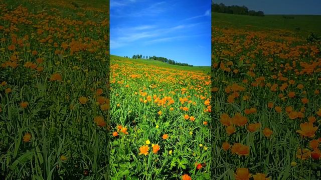 Ещё раз о цветах. ..