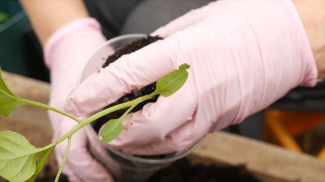 ДВА ПЕРЦА В ОДНОМ СТАКАНЧИКЕ, ЧТО ДЕЛАТЬ?