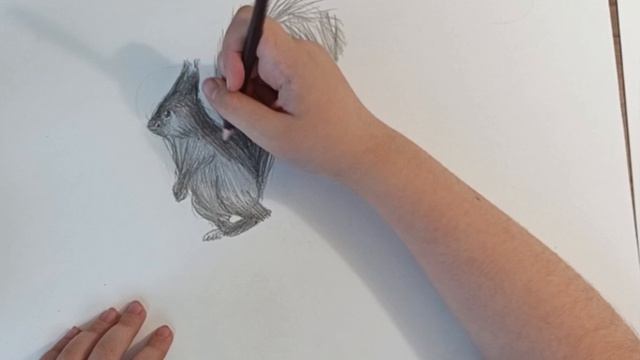 Раскрашиваем белку