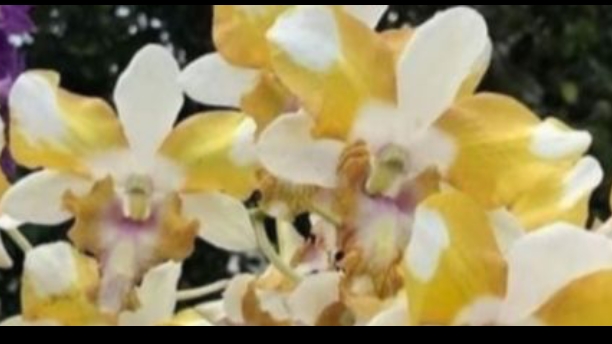 П-10. Ч. 2. Обзор подростка дендробиума Nopporn Starbright Dao с 10-й посылки после пересадки.