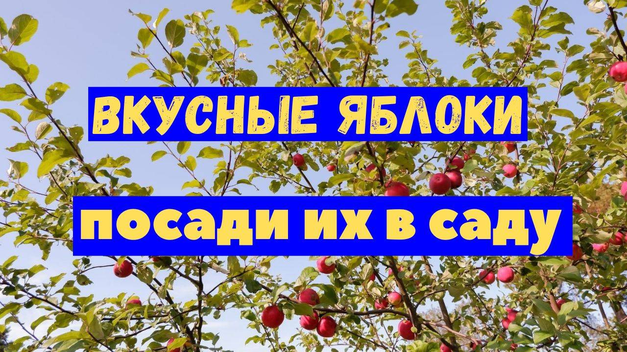 15 сладких яблок обзор