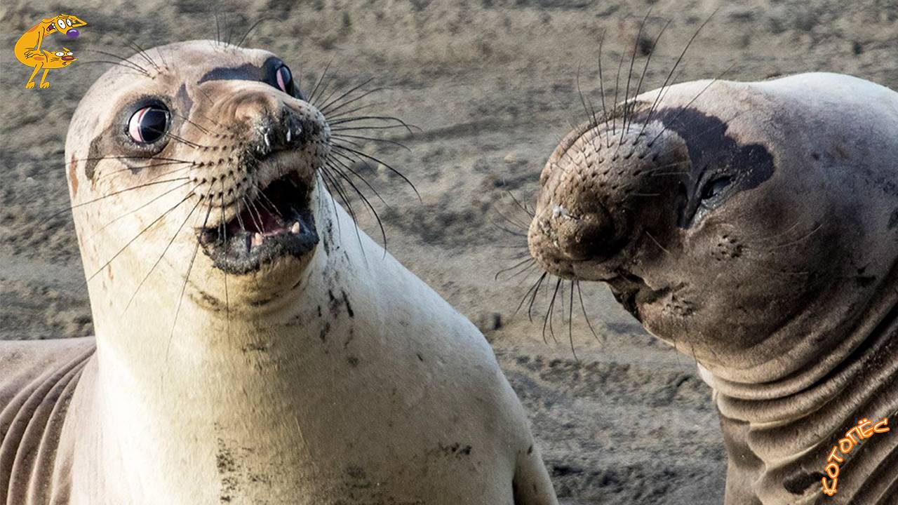 Смешные Коты и Собаки Лучшие Приколы с Животными #34