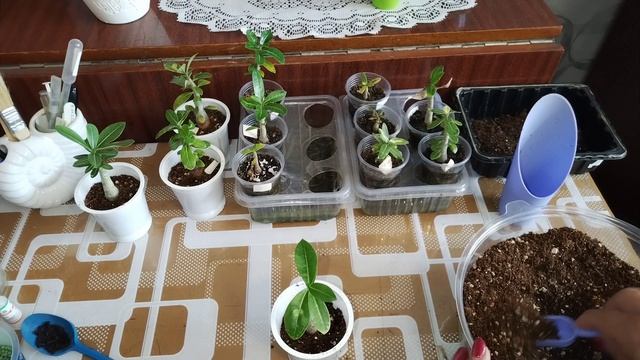 Адениумы, обзор и пересадка. Часть первая.