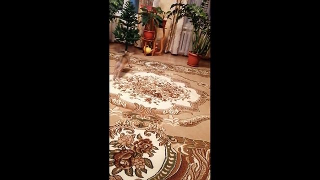 Симка играет с мячом