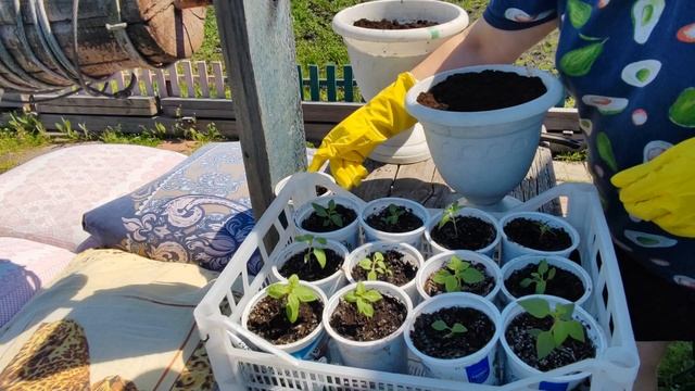 Выбираем садовые качели // Готовлю дачный обед // Понемногу высаживаю цветочки