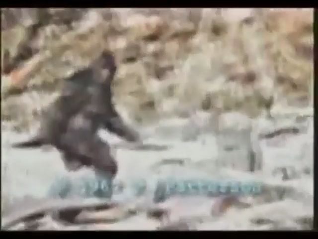 Йети (Бигфут) Паттерсона-Гимлина (1967)