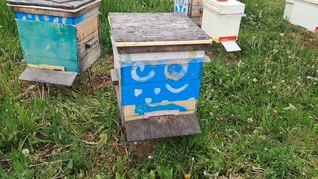 Обстановка на пасеке 3 июня. Косяк с отводками. Критерий ройливости для выбраковки