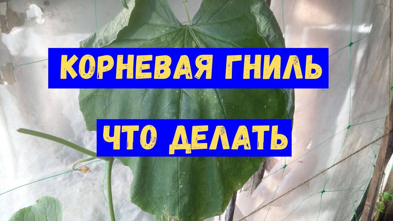 Как лечить от корневой гнили огурцы
