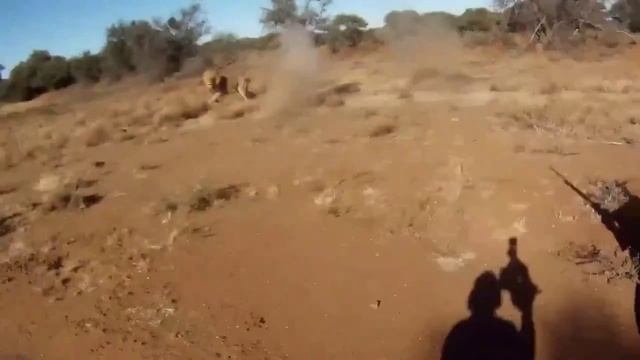 Съёмочную группу, работавшую над док. фильмом, обнаружил прайд львов, которых они снимали.