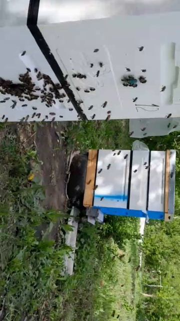 Загадочный разговор пчелы