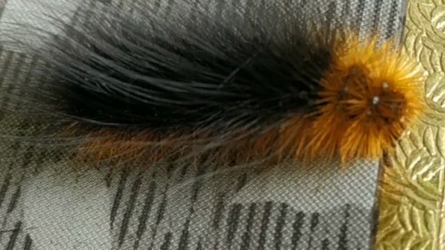 Очаровательная и ядовитая гусеница  бабочки Медведица кайя