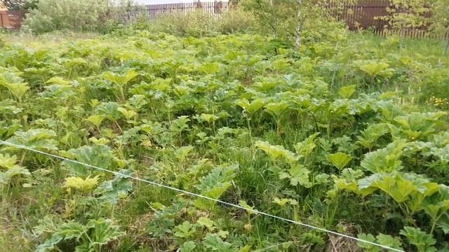 Борщевик после обработки, через неделю. 2н. #3