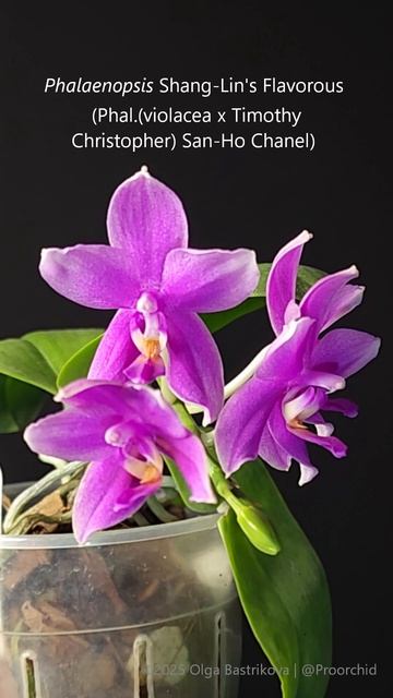 Phalaenopsis Shang-Lin's Flavorous  TLV