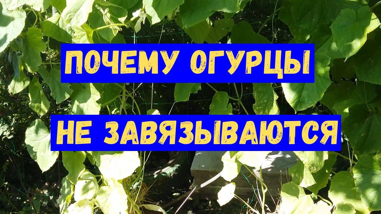 Почему не завязваются огурцы