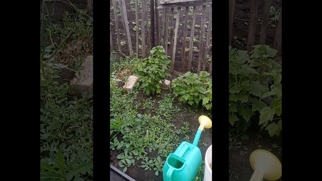 наш сад 30 мая и 3 июня