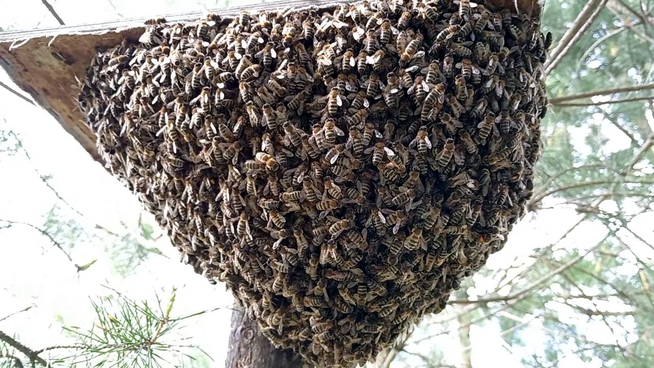 Вот и у меня началось веселье на пасеке (Роевая пора - 21.05.2025 года)