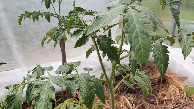 Желтеют нижние листья томатов в теплице после высадки. Срочная помощь.