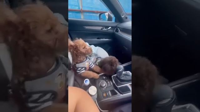 Слишком Смешно для Ютуба_ Лучшие Мемы с Котами и Собаками Pet Humor Compilation