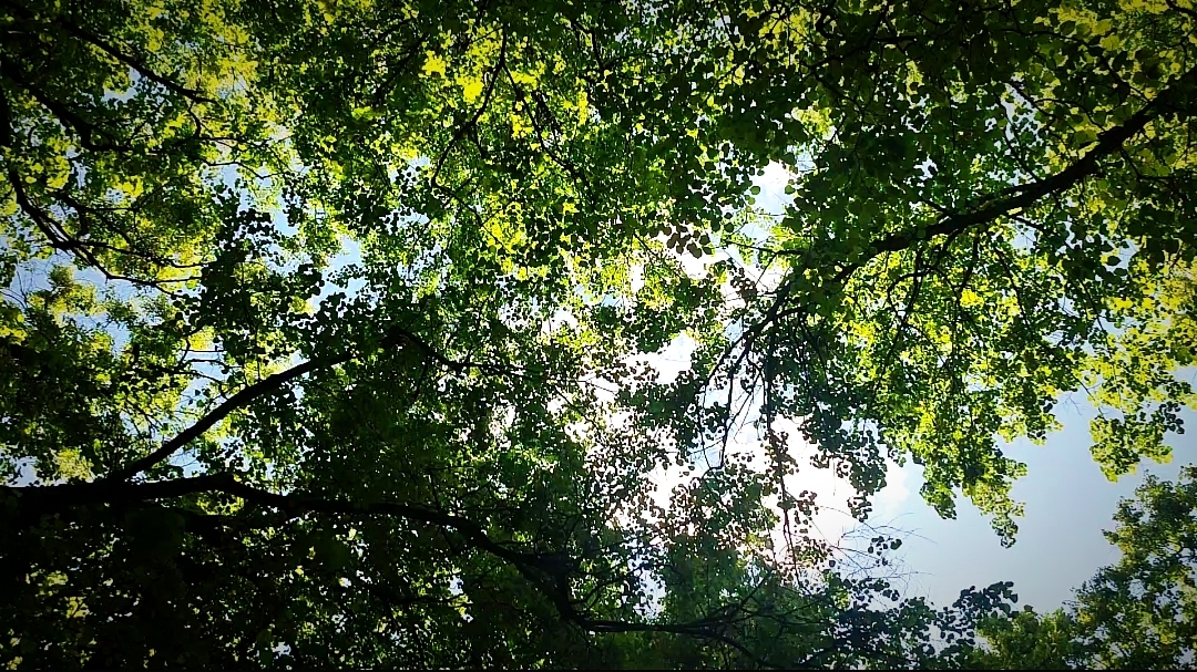 Отдых в парке