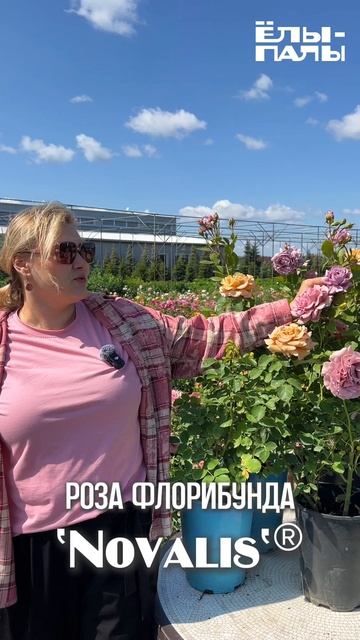 Топ 3 самые необычные розы в питомнике ЁЛЫ-ПАЛЫ