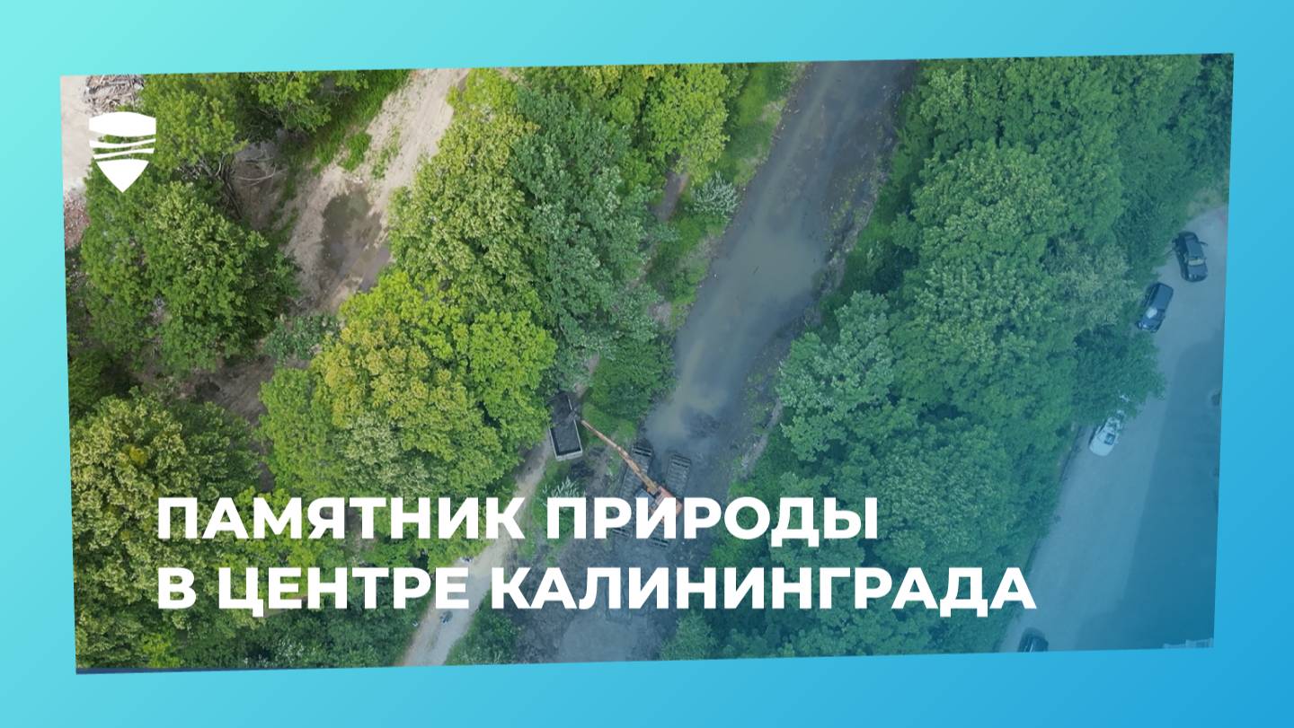 Памятник природы в центре Калининграда