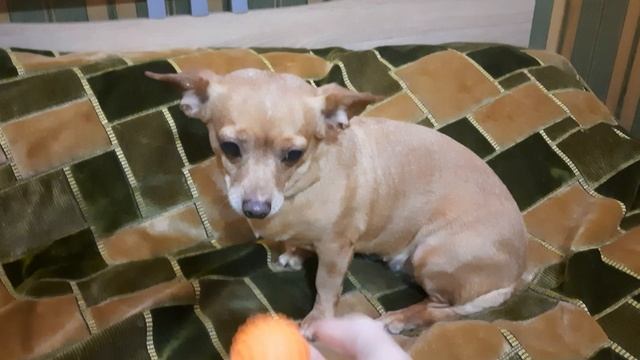 Мытьё собак