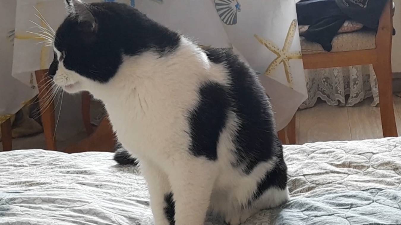 20250603_120944_001 Митёк окружён двойной заботой