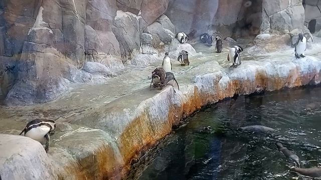Московский зоопарк. Пингвины🐧 веселой компанией, плавают, общаются, отдыхают