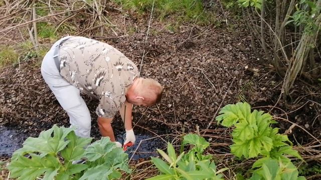 На новом участке в д. Чисмена. 2 н Определяем границы участка, сделан заезд, провели корчевание #2