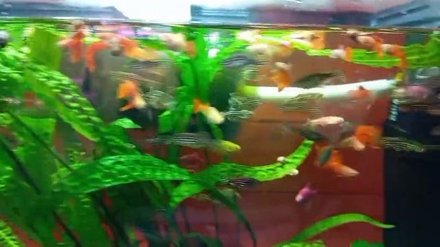 Общий аквариум