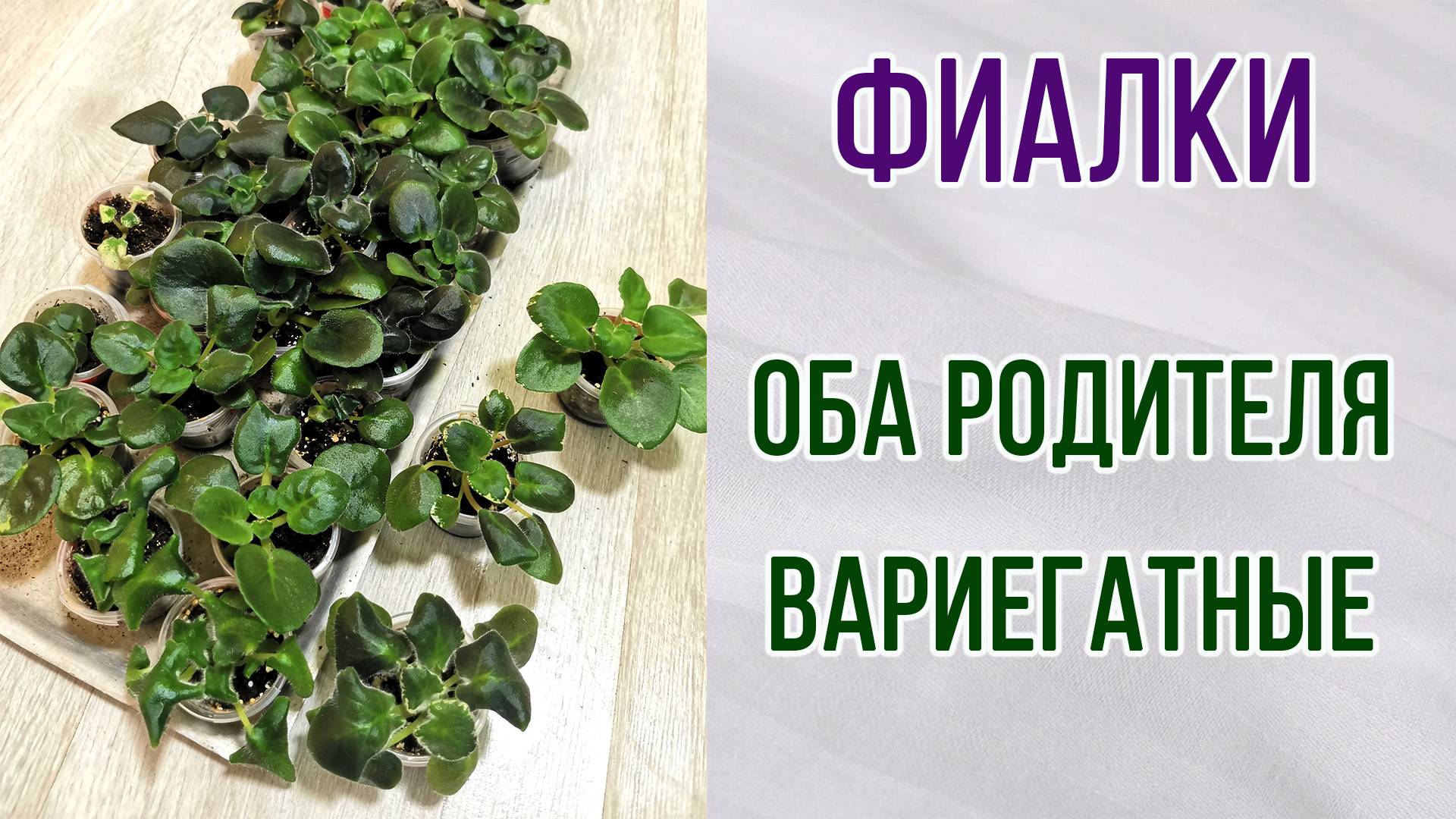 Фиалки. Когда оба родителя вариегатные. Что-то пошло не так. Свой сорт. Эксперименты.