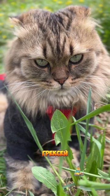 Действительно, почему?😸 #котики #юмор #имена