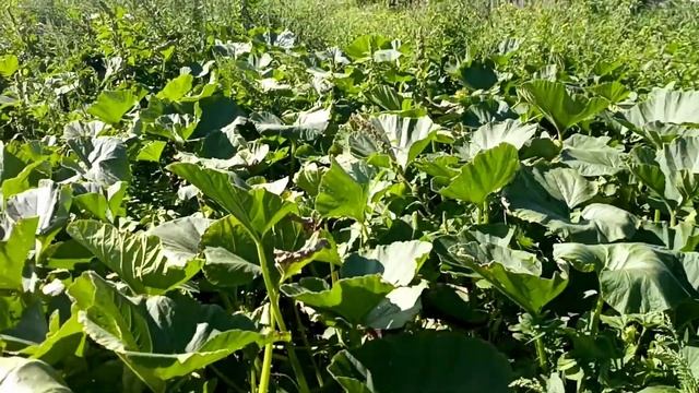 Утро в деревне,сено, животные.