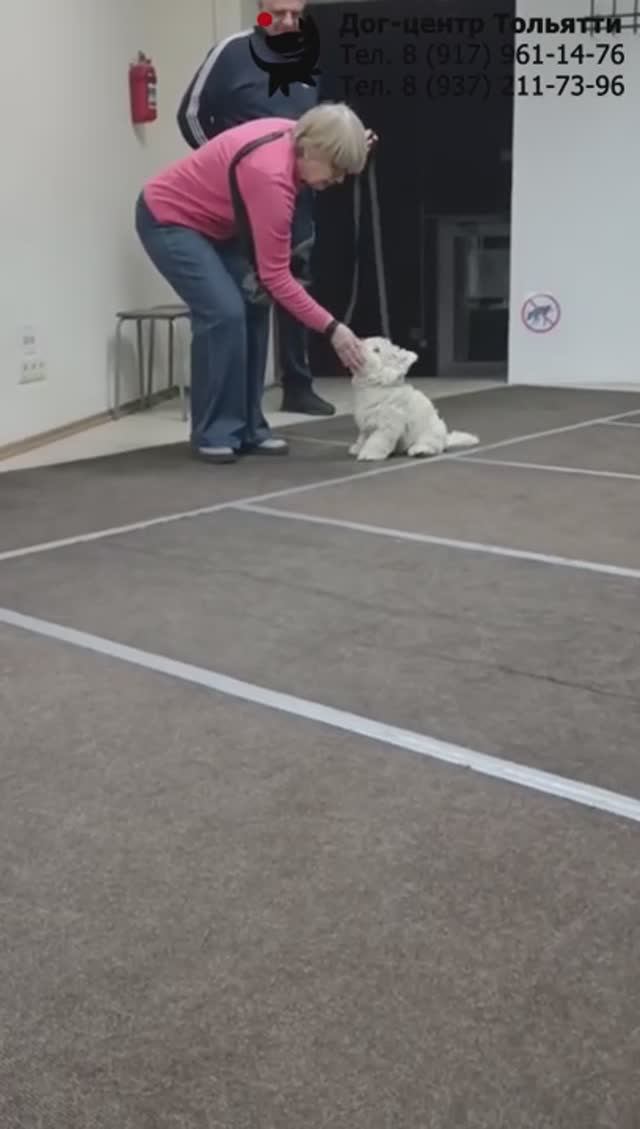 Вест хайленд уайт терьер Гевин. Индивидуальное занятие по дрессировке. Тольятти, 14 мая 2025.