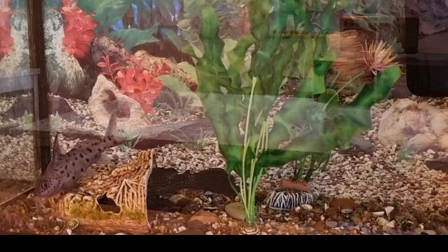 🐠Танцующие сомики🐠Релаксация у аквариума🐠