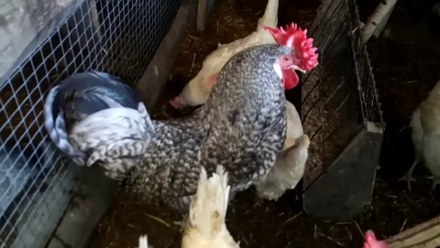 Сенник для коз своими руками.