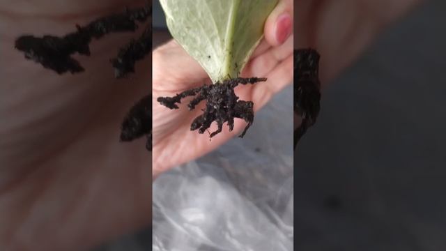 Пеперомия укоренение