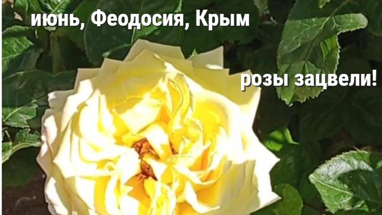 Где цветут розы. Феодосия, Крым, июнь