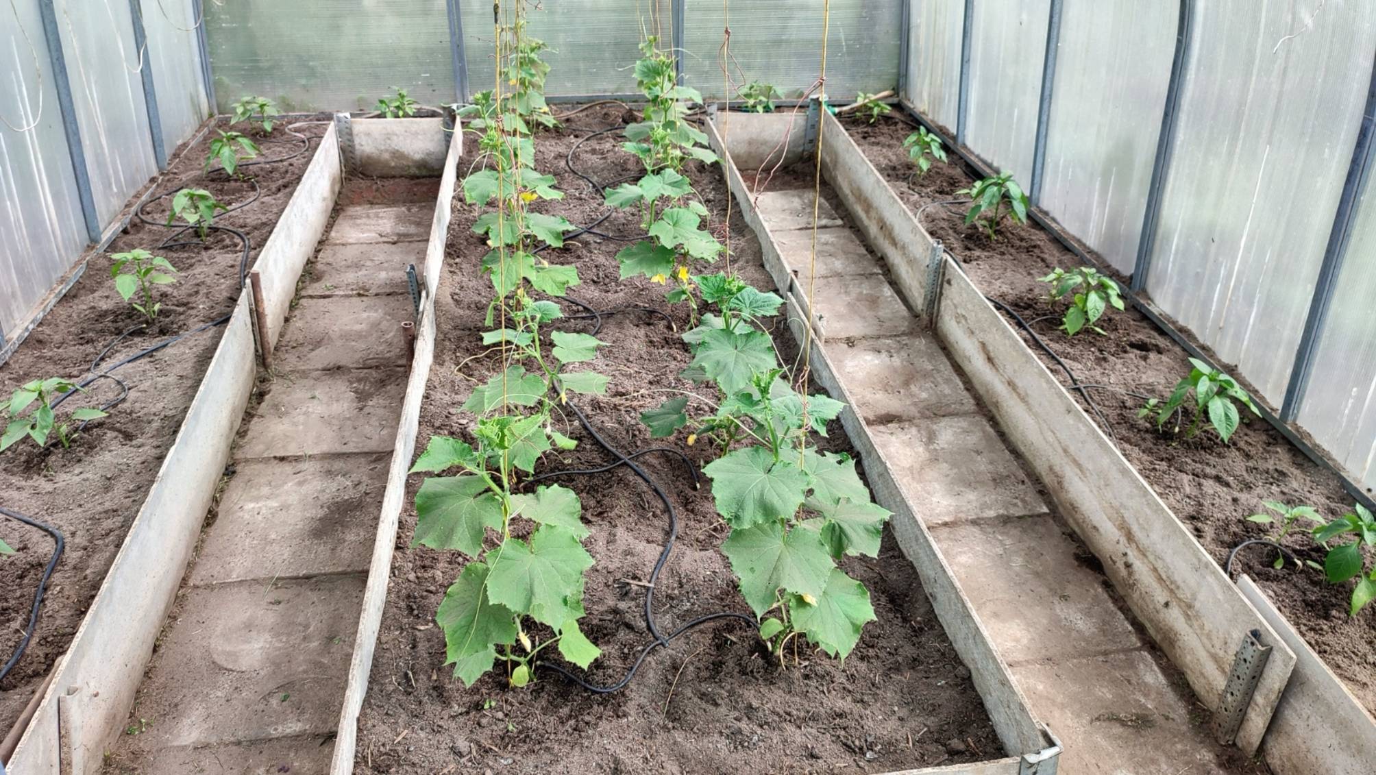 Капельный полив в теплицах.