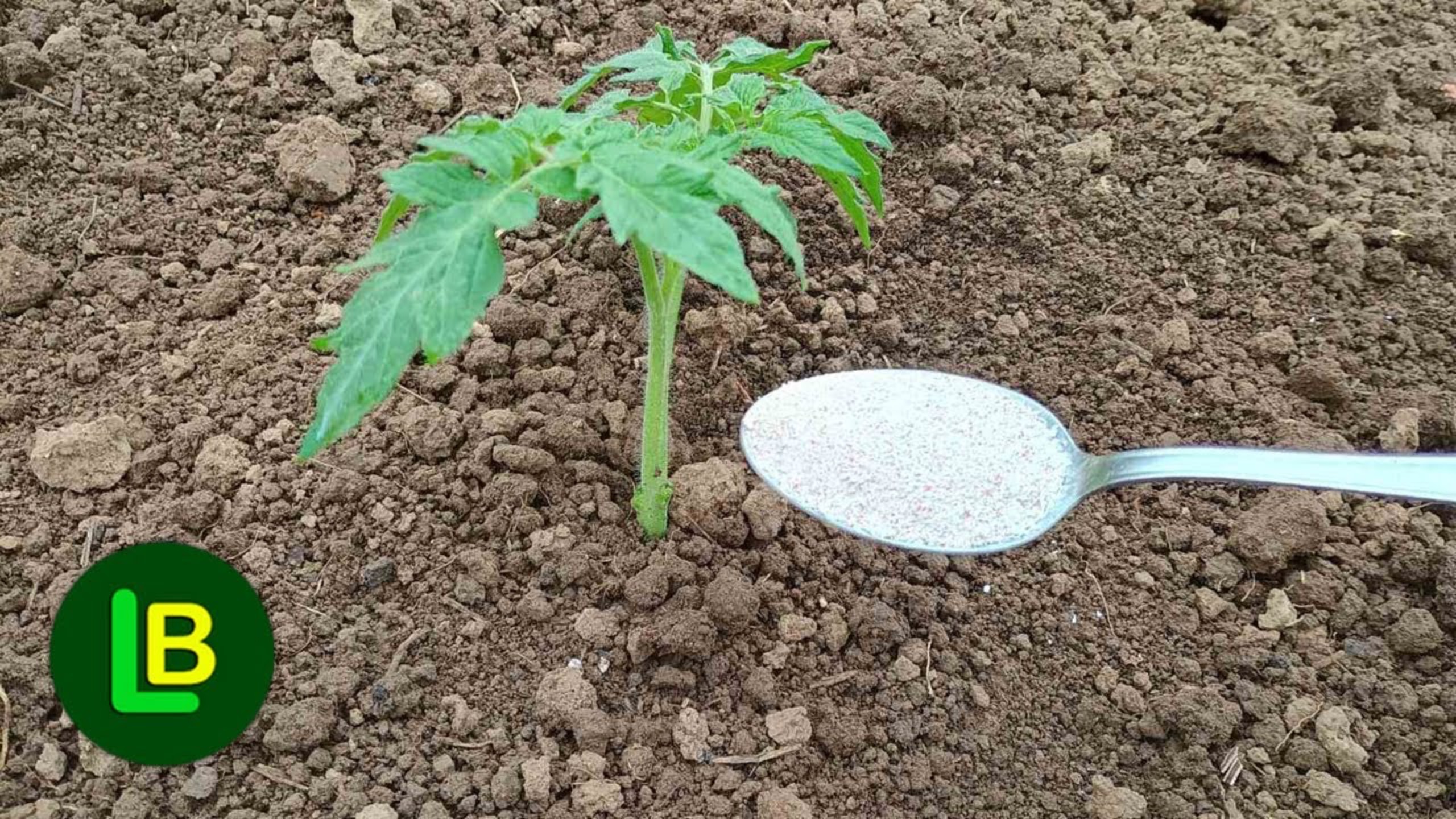 Никогда не сажайте помидоры без одного из этих компонентов для взрыва роста!