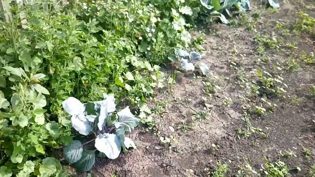 #Садогород Пробежимся по огороду/стройка.