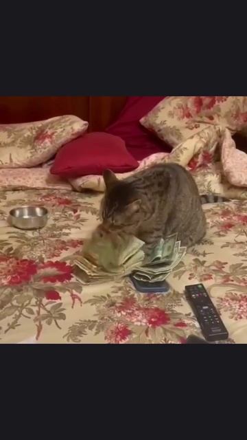 Отправь этого денежного кота своему другу и у него всегда будет много денег