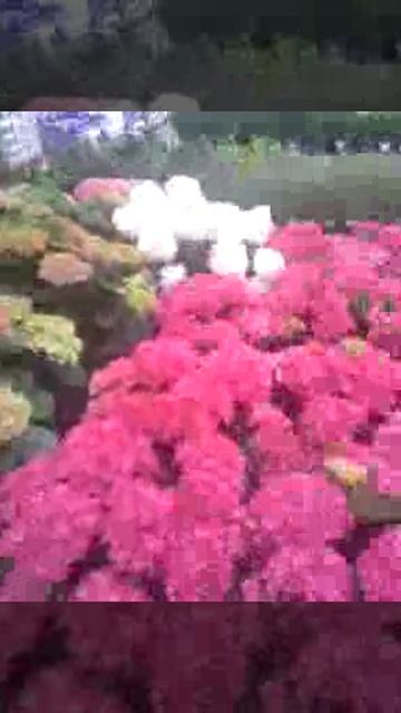 Просто море гортензий _20250530_133940