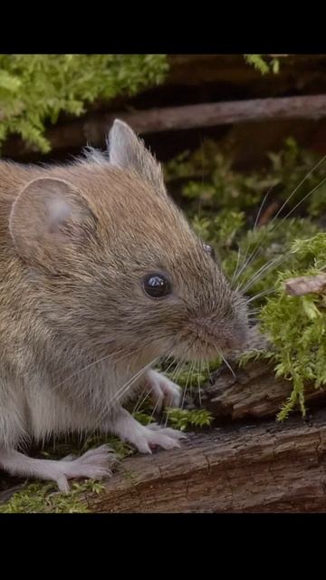 Лесная мышь. Wood mouse. #shots #wildlife