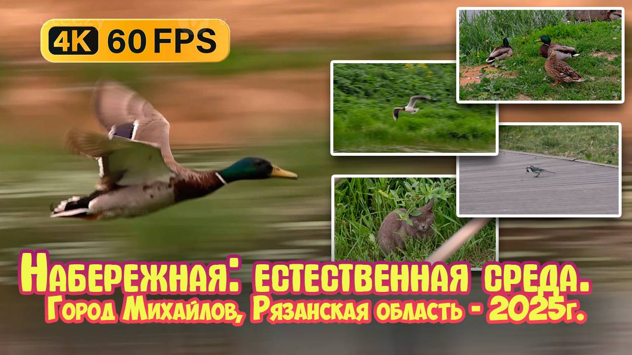 Набережная: естественная среда, фауна. Река Проня, город Михайлов, Рязанская область.