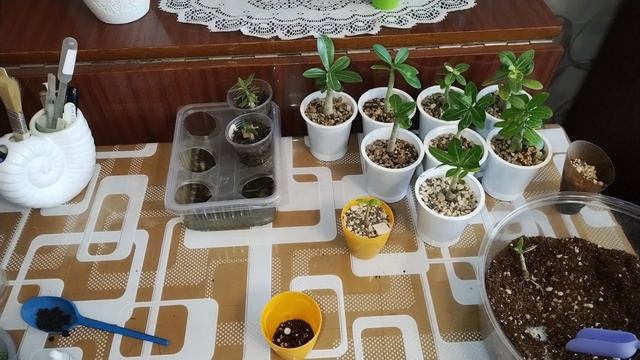 Адениумы, обзор и пересадка. Часть вторая.