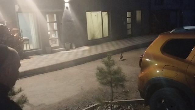 Томск-Красноярск, 2025_11. Утки Енисея-2