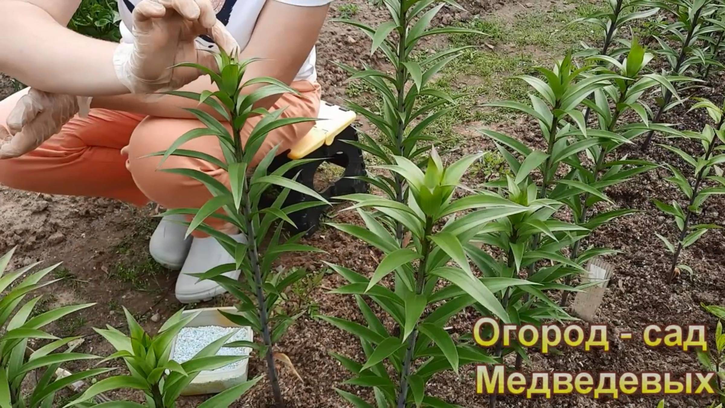 Подкормка лилий в начале июня и мой опыт размножения чешуями