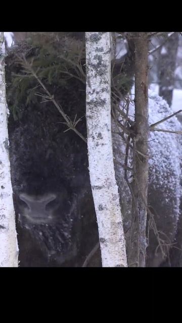 Зубр чешет рога.European bison scratching its horns. #wildlife #shots